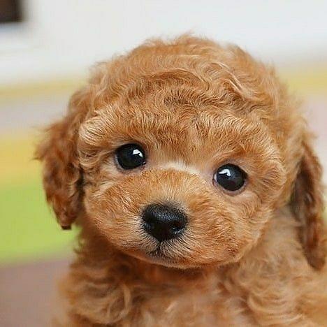 Teddy dog lucky store